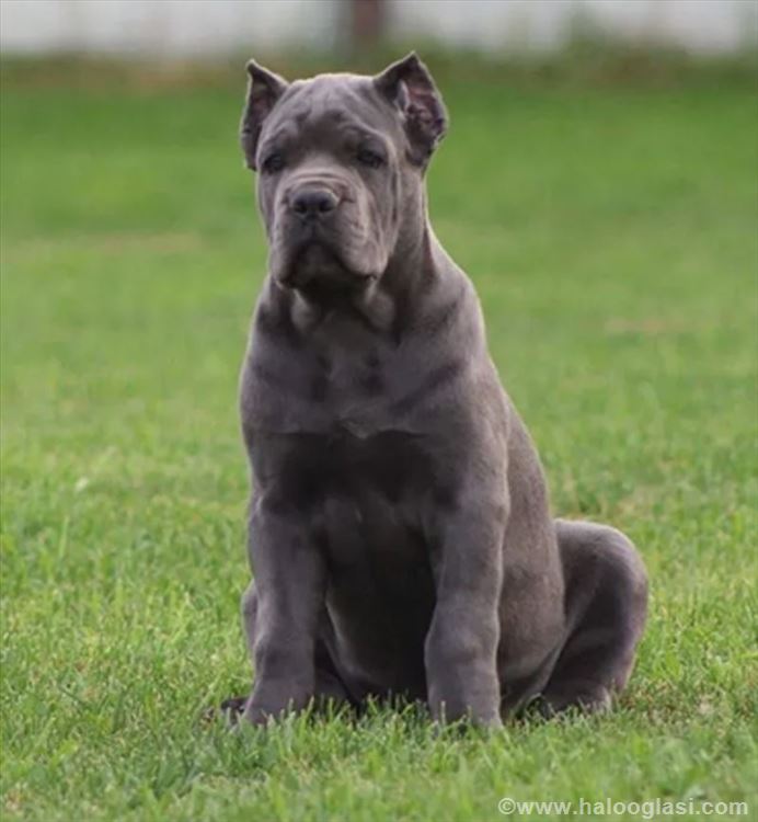 Cane Corso Kane Korso štenci preporuka | Halo Oglasi