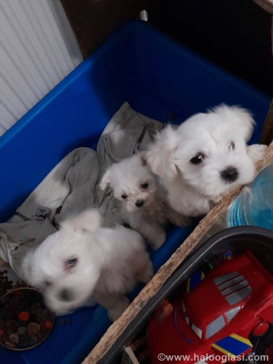 Na prodaju mini Maltezeri | Halo Oglasi