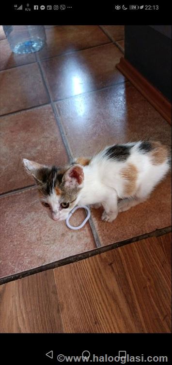 Poklanja se lepa,mala,umiljata pitoma maca | Halo Oglasi