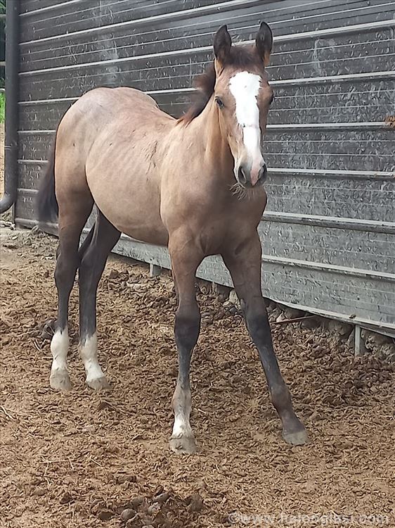 Zdrebe KWPN | Halo Oglasi