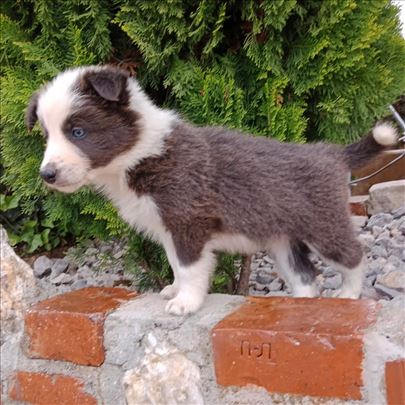 Prodaja pasa i psi na poklon Border koli | Halo oglasi