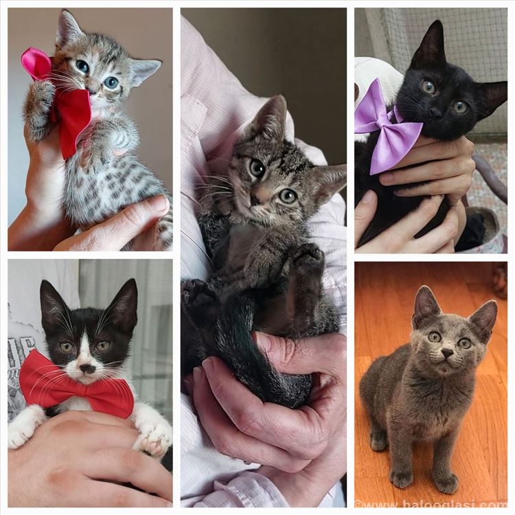 Male mace, udomljavanje, mačići | Halo Oglasi