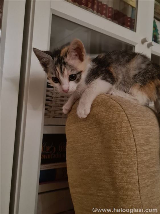 Mačija ljubav - dve ženkice | Halo Oglasi