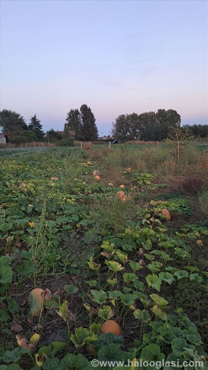 Borča III, uknjižen plac u zoni porodične gradnje | Halo Oglasi