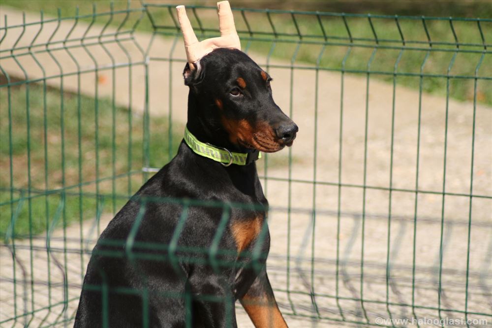 Doberman , štene | Halo Oglasi