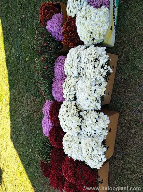 Hrizanteme | Halo Oglasi