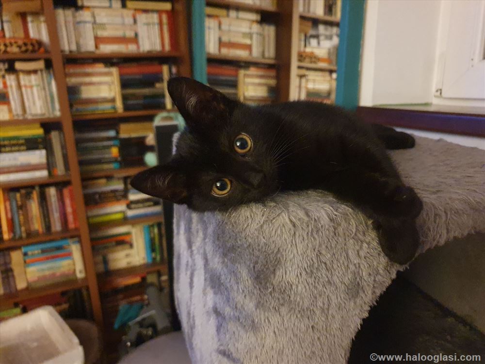 Crno, malo mače, 2 meseca | Halo Oglasi