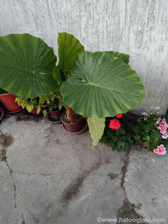 Sobno cveće - Adam | Halo Oglasi