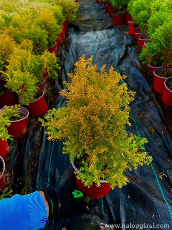 rain gold loptasti cetinari, loptaste zlatne tuje | Halo Oglasi