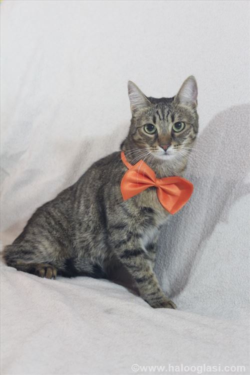 Predivna maca Cici traži svoj zauvek dom | Halo Oglasi