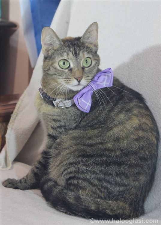 Predivna maca Mimi traži svoj zauvek dom | Halo Oglasi