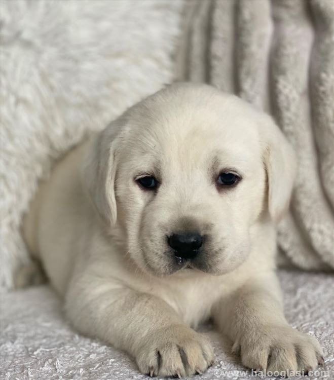 Labrador retriver, štene crna i zuta boja | Halo Oglasi