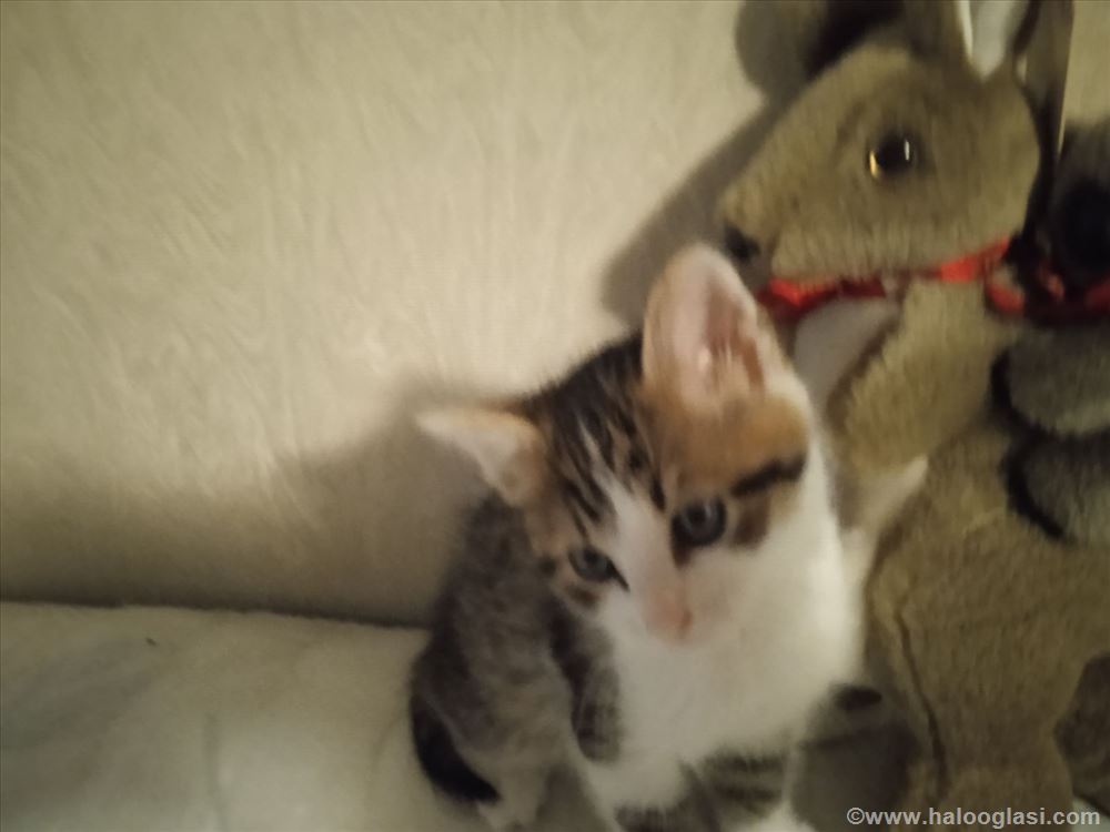 Oko plavo, mačence pilence | Halo Oglasi