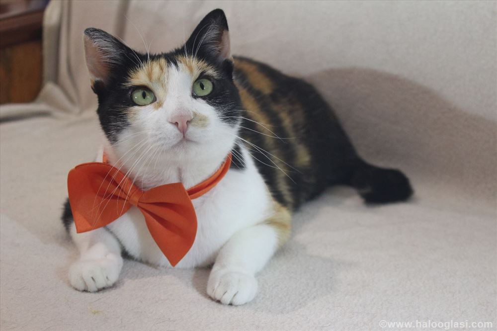 Predivna maca Cicka traži svoj zauvek dom | Halo Oglasi