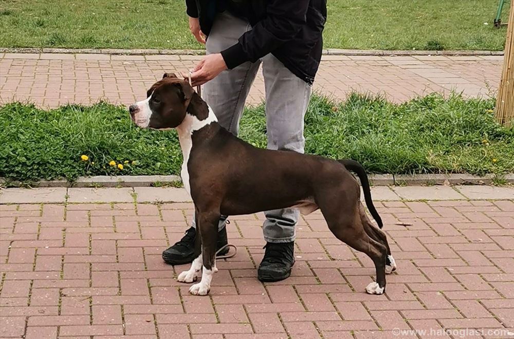 Američki stafordski terijer, prelepe boje | Halo Oglasi