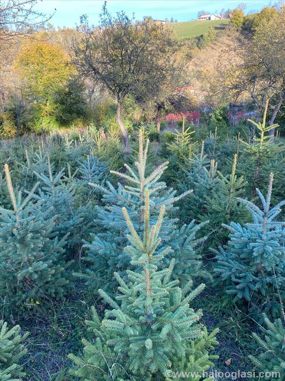 Srebrna smrča | Halo Oglasi