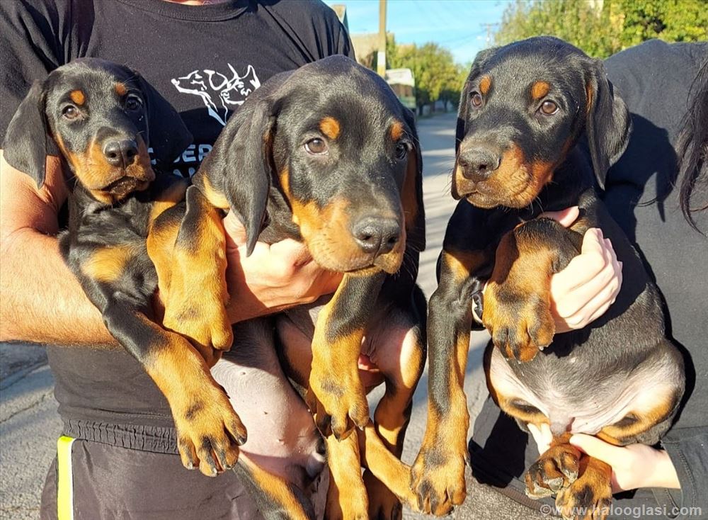 Doberman, štene | Halo Oglasi