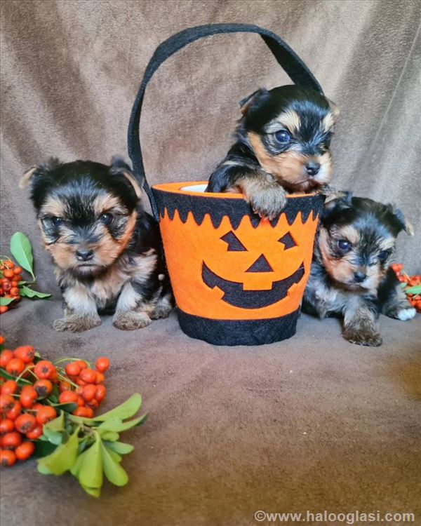 Mini Jorkširski Terijeri, rezervacija | Halo Oglasi