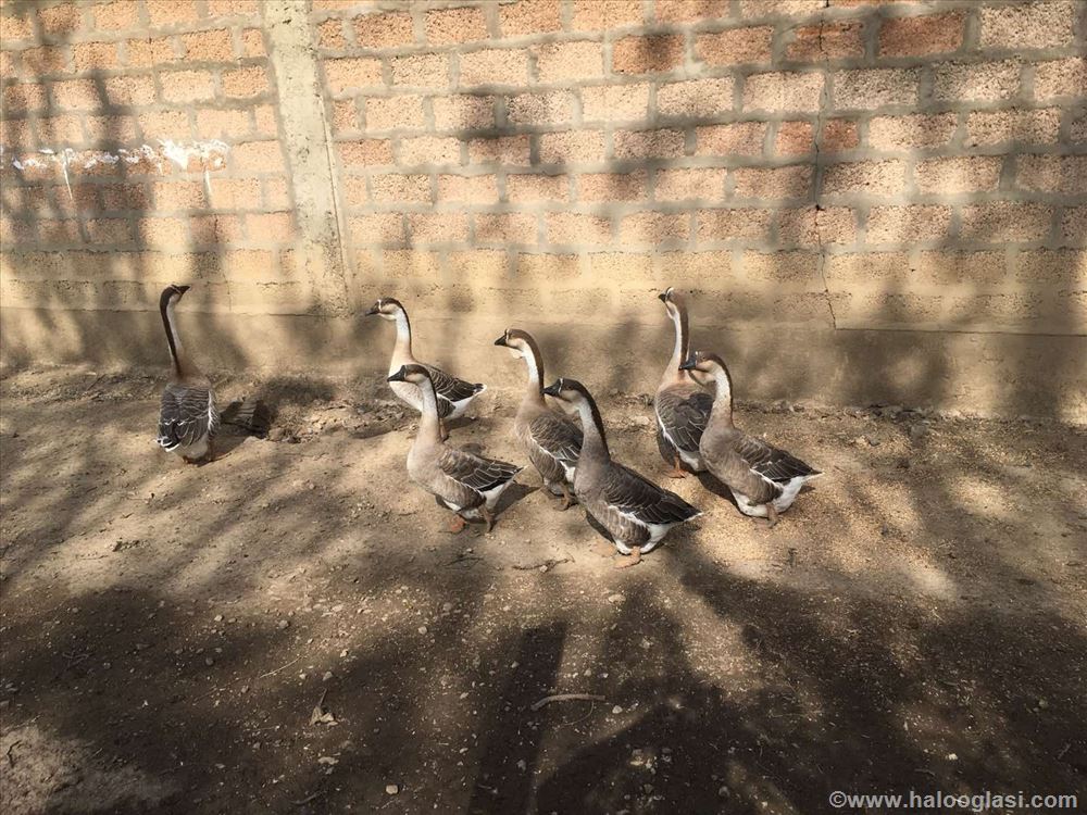 Kineleska labudaste guske | Halo Oglasi