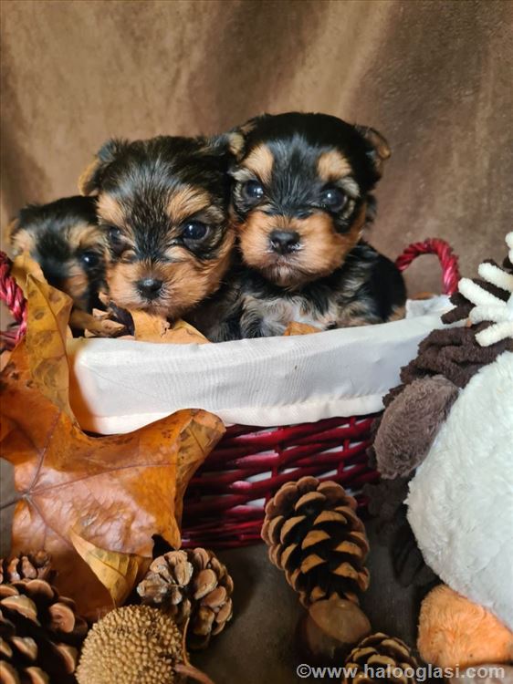 Mini jorkširski terijeri štenci, rezervacija | Halo Oglasi