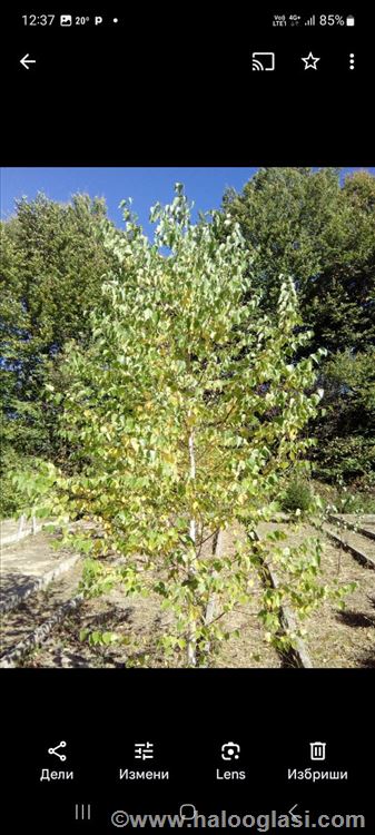 Sadnice bele breze | Halo Oglasi