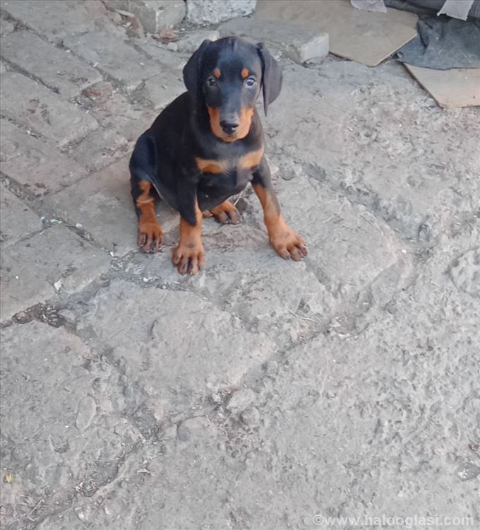 Doberman, štene | Halo Oglasi