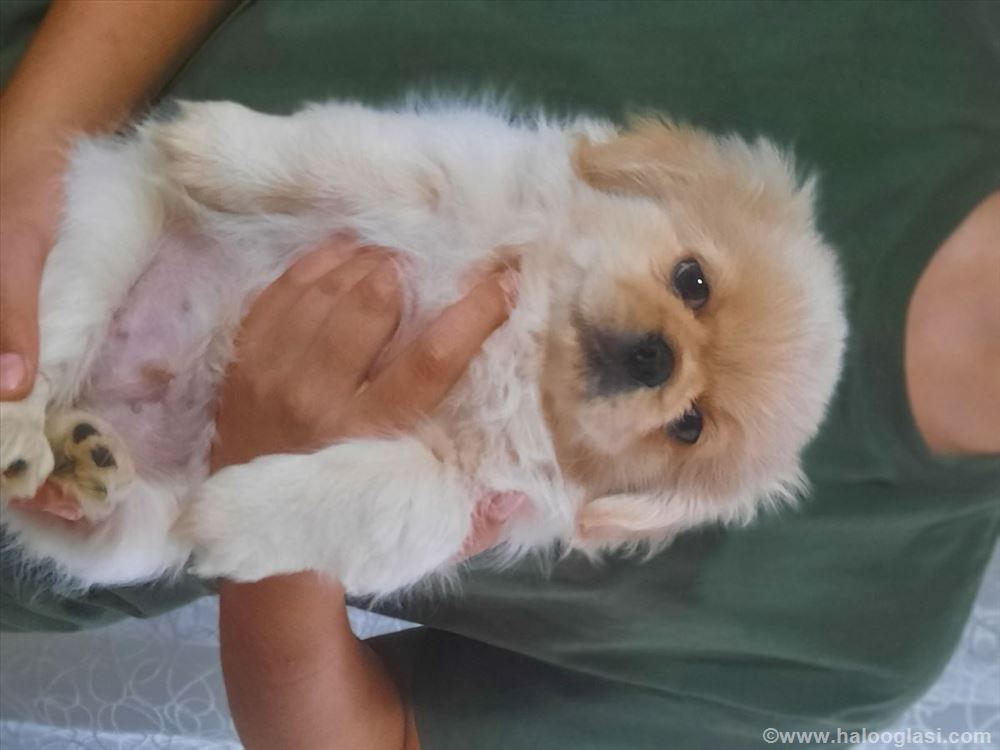 Pekinezer, štene | Halo Oglasi