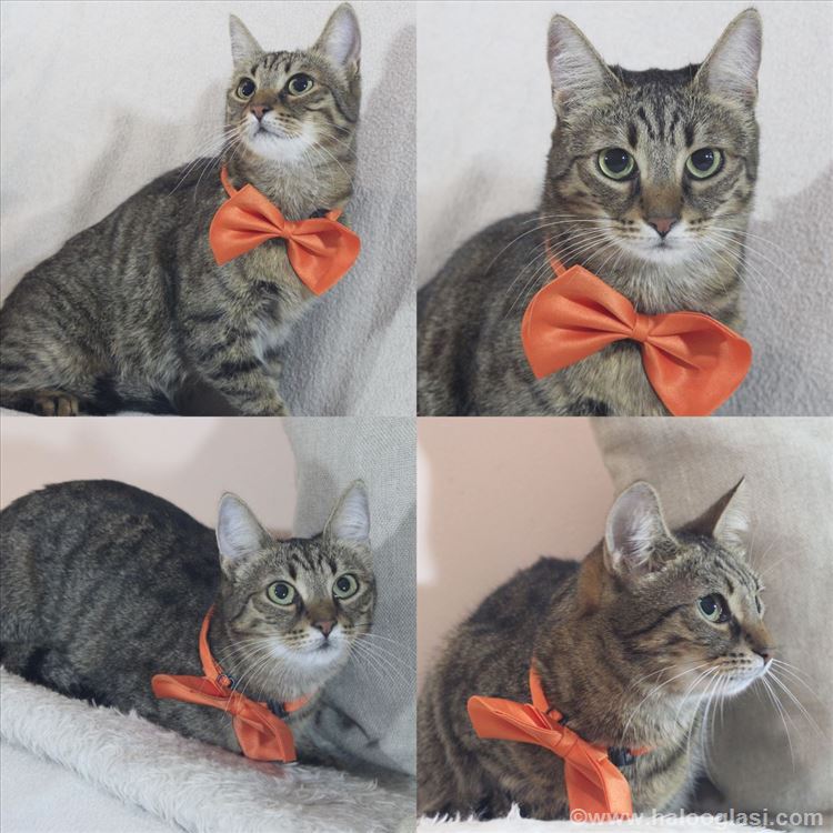 Predivna maca Cici traži svoj zauvek dom | Halo Oglasi