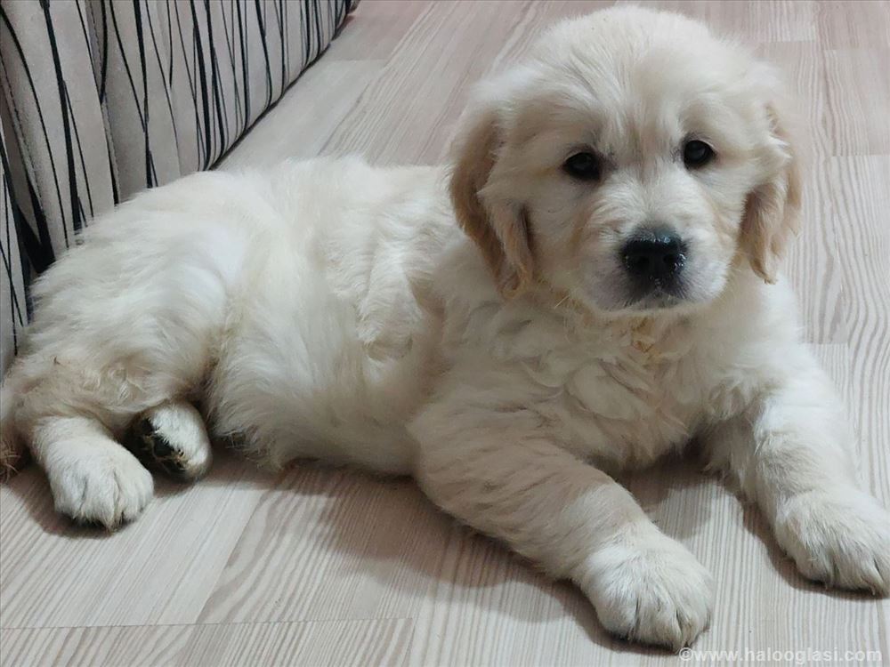 Zlatni retriver, štene | Halo Oglasi