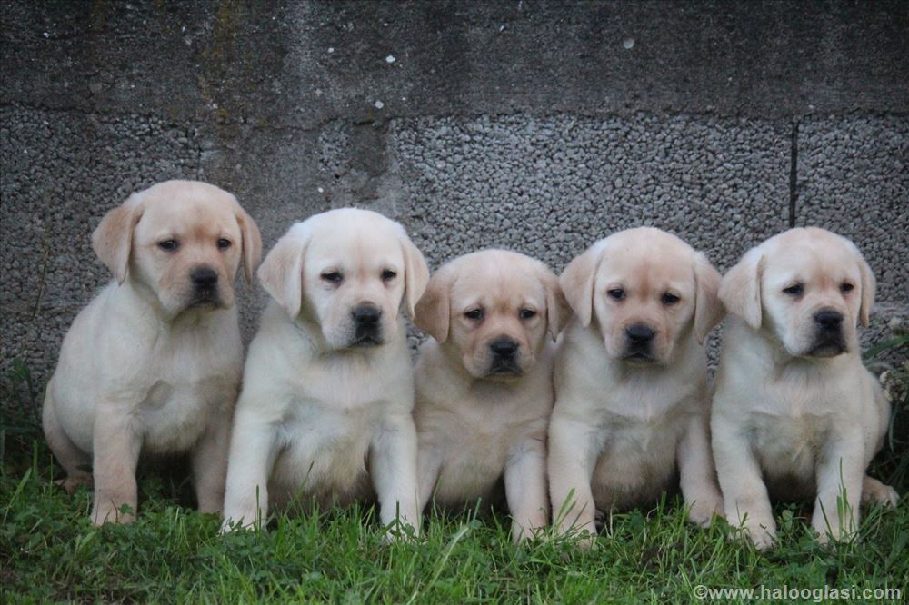 Labrador retriver, štene I muzjaci za parenje | Halo Oglasi