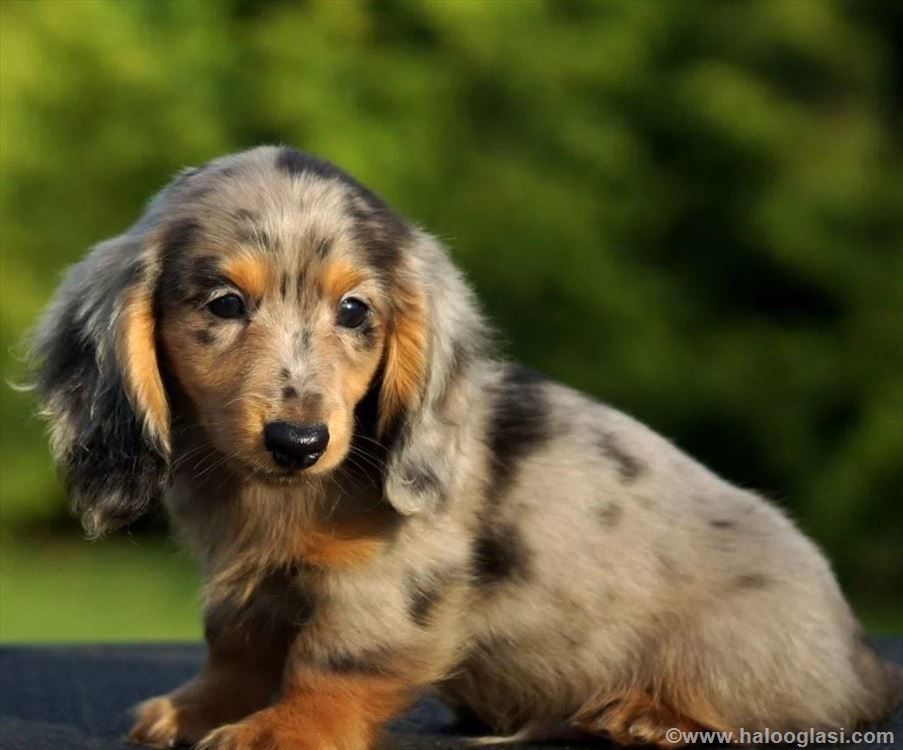 Jazavicar i Brak jazavicar štenci | Halo Oglasi