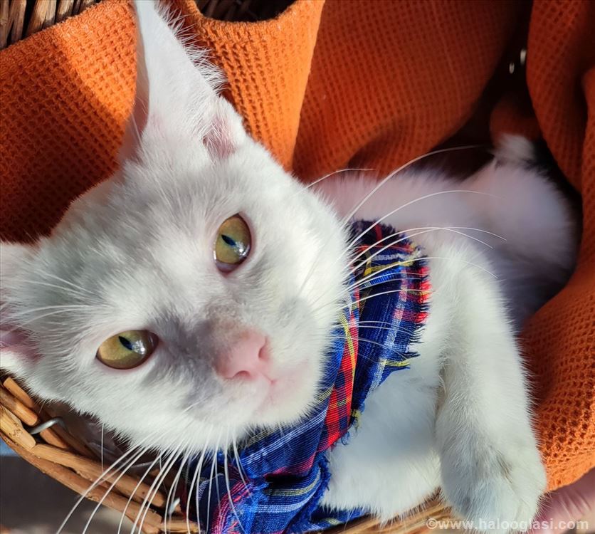 Preumiljato belo mače od 3 meseca trazi dom | Halo Oglasi