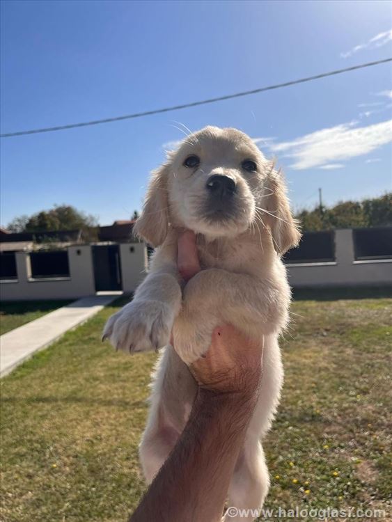 Zlatni retriver, štene | Halo Oglasi