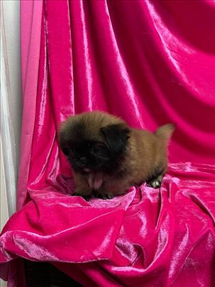 Prodaja pasa i psi na poklon Pekinezer | Halo oglasi