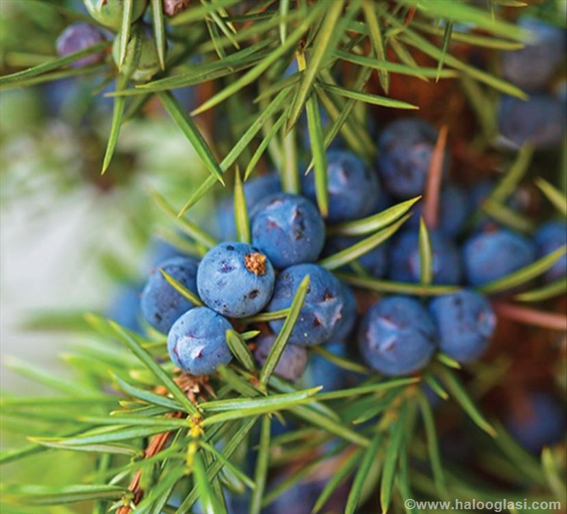 Sadnice kleke | Halo Oglasi