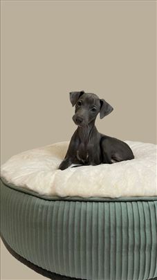 Prodaja pasa i psi na poklon Mali italijanski hrt | Halo oglasi