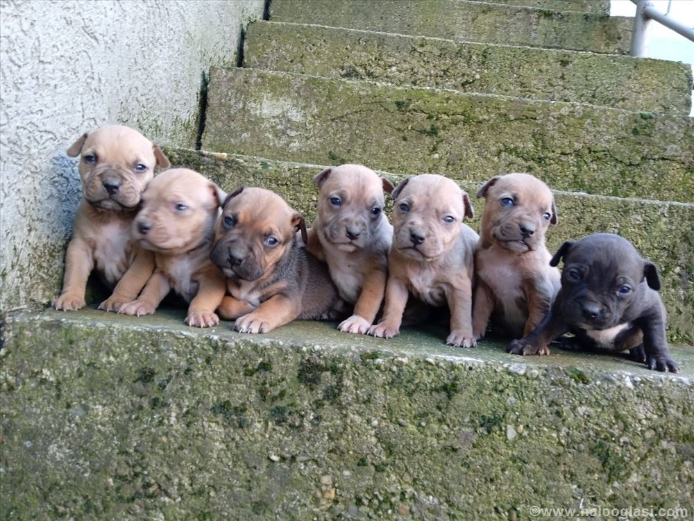 Pit bul terijer, štene | Halo Oglasi