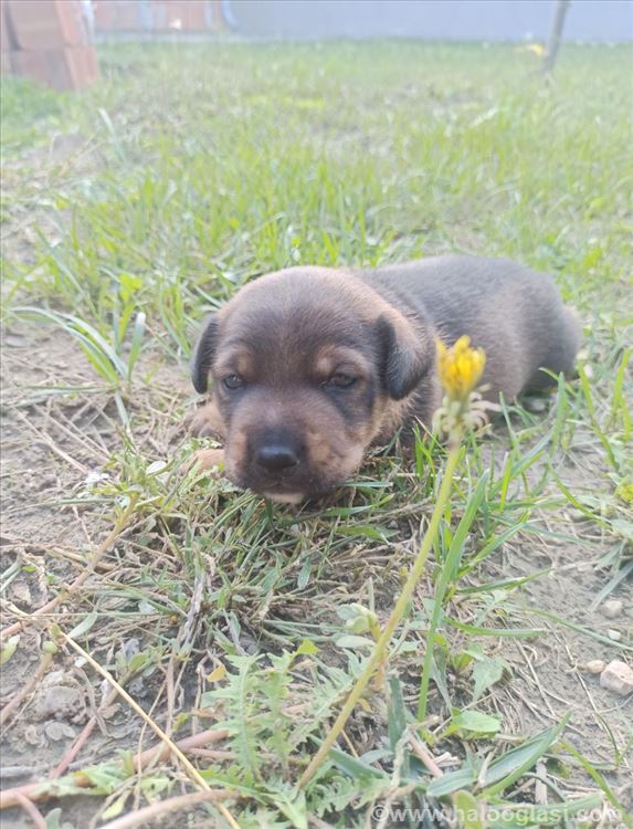 Štene za usvajanje dzek rasel terijer belg. ovcar | Halo Oglasi