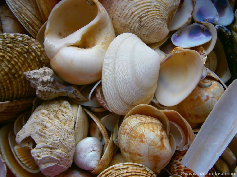 Morske skoljke | Halo Oglasi