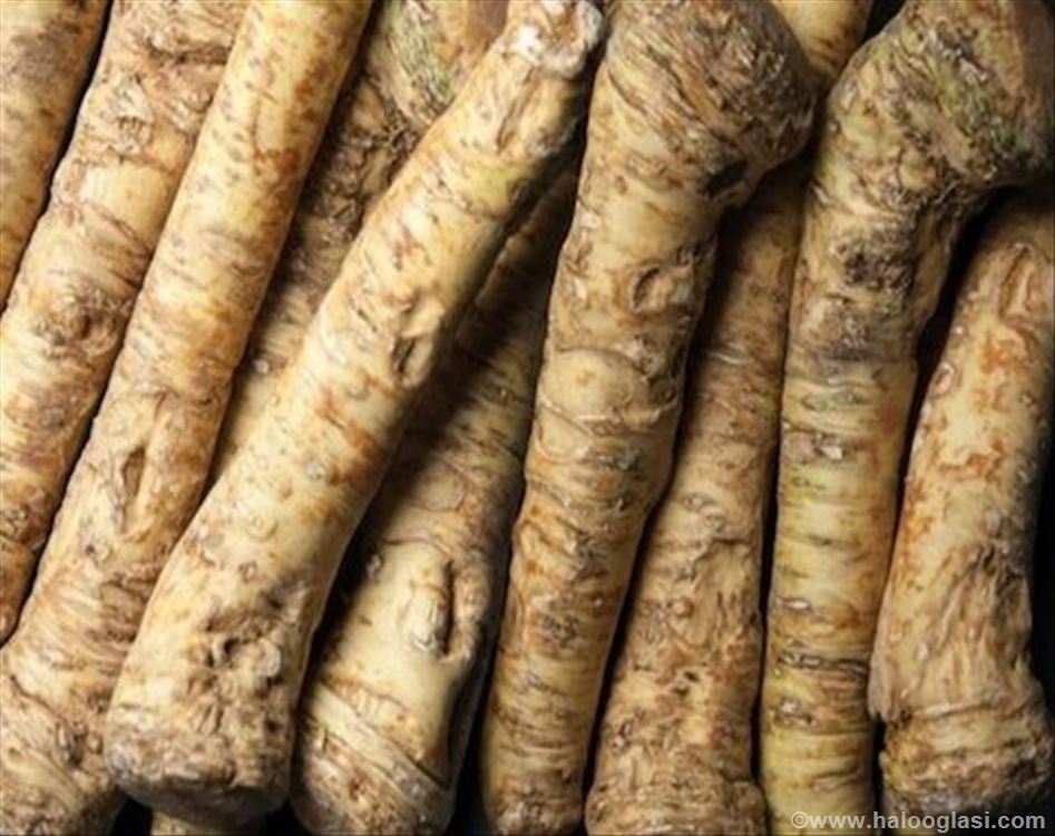 Ren u korenu 1.klasa, mleveni ren | Halo Oglasi