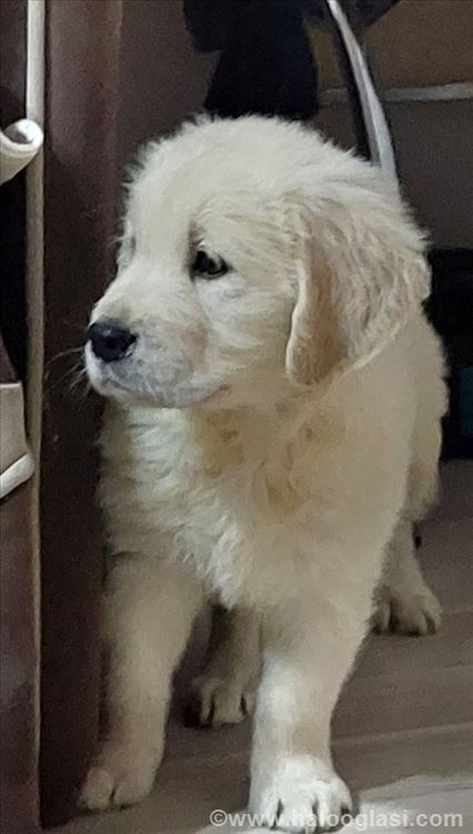 Zlatni retriver, muško čitokrvno štene | Halo Oglasi