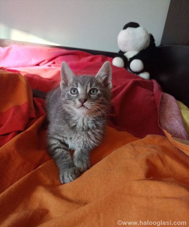 Mače Šećer traži dom | Halo Oglasi