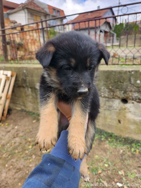 Poklanjam štence, majka Vučjak sa pedigreom | Halo Oglasi