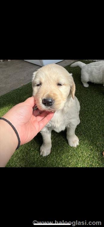 Zlatni retriver, štene | Halo Oglasi