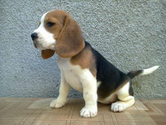 Prodaja pasa i psi na poklon Bigl | Halo oglasi