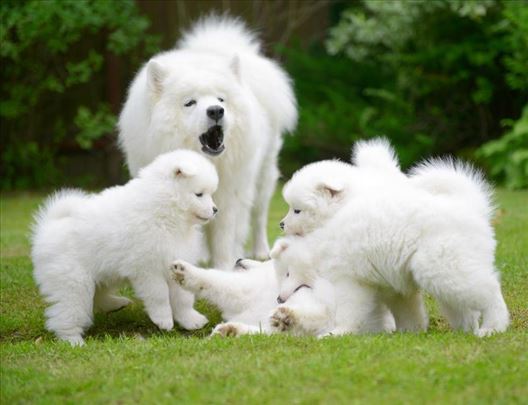 Prodaja pasa i psi na poklon Samojed | Halo oglasi