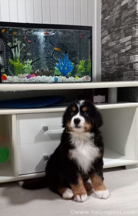 Bernski pastirski pas, štene | Halo Oglasi