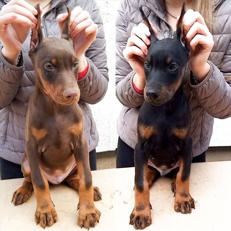 Doberman, štene | Halo Oglasi