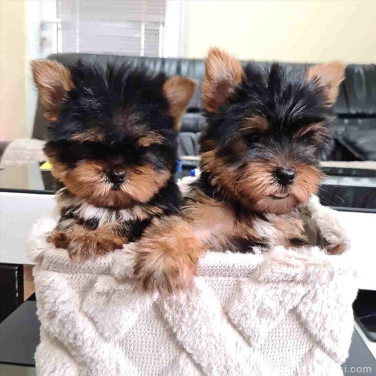 Mini Jorksirski terijeri spremni za preuzimanje, | Halo Oglasi