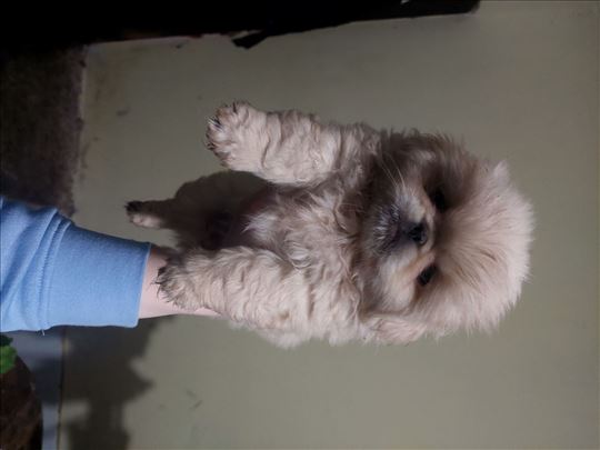 Prodaja pasa i psi na poklon Pekinezer | Halo oglasi